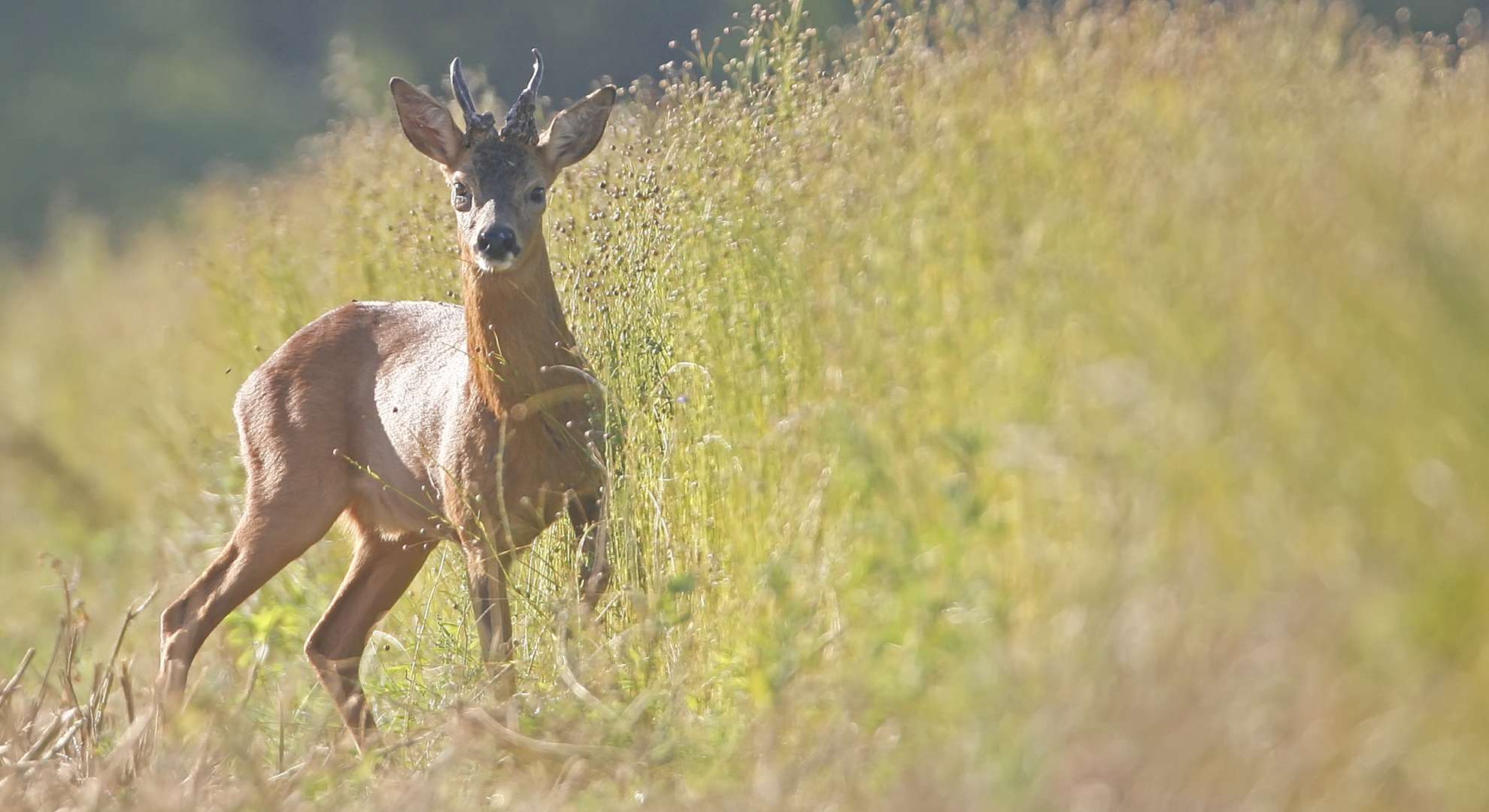 S'inscrire au Permis de Chasser - Chasse Nature 71