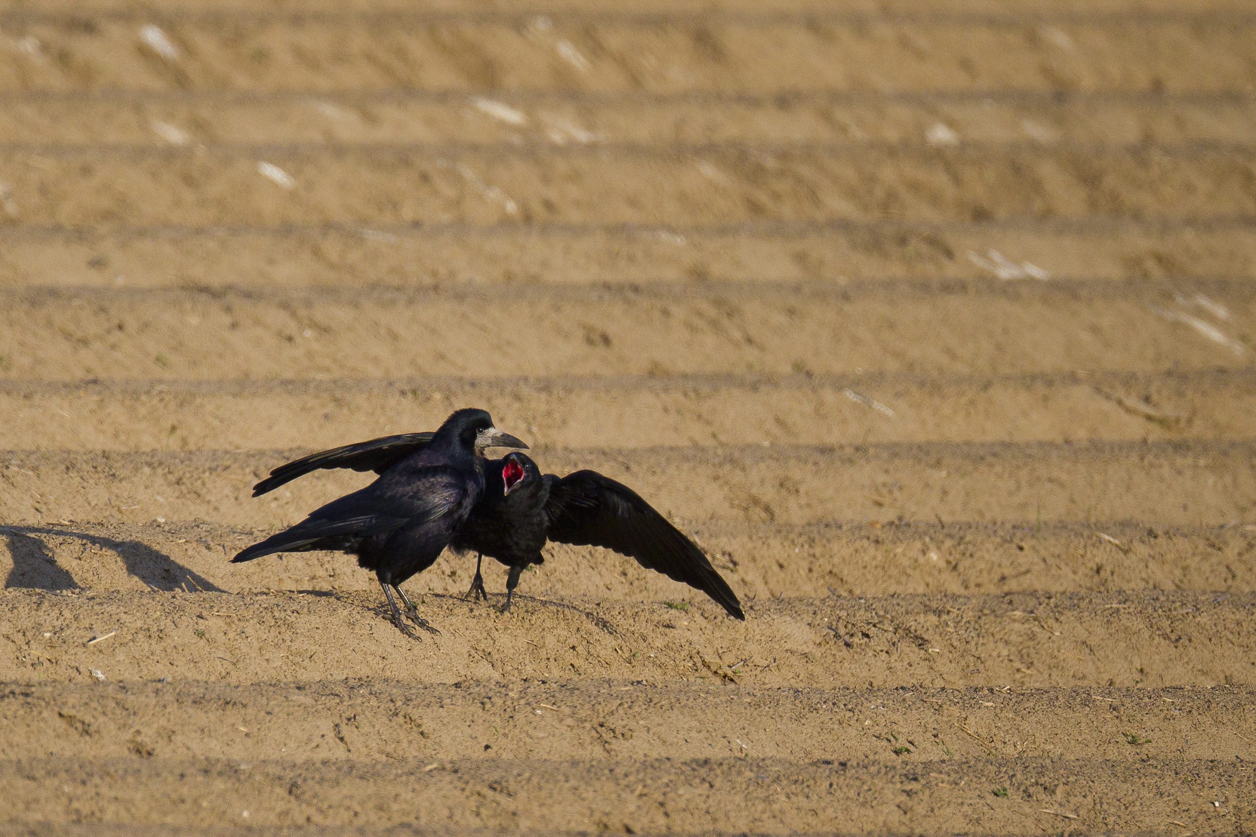 ESOD Saône-et-Loire - Protection et Régulation